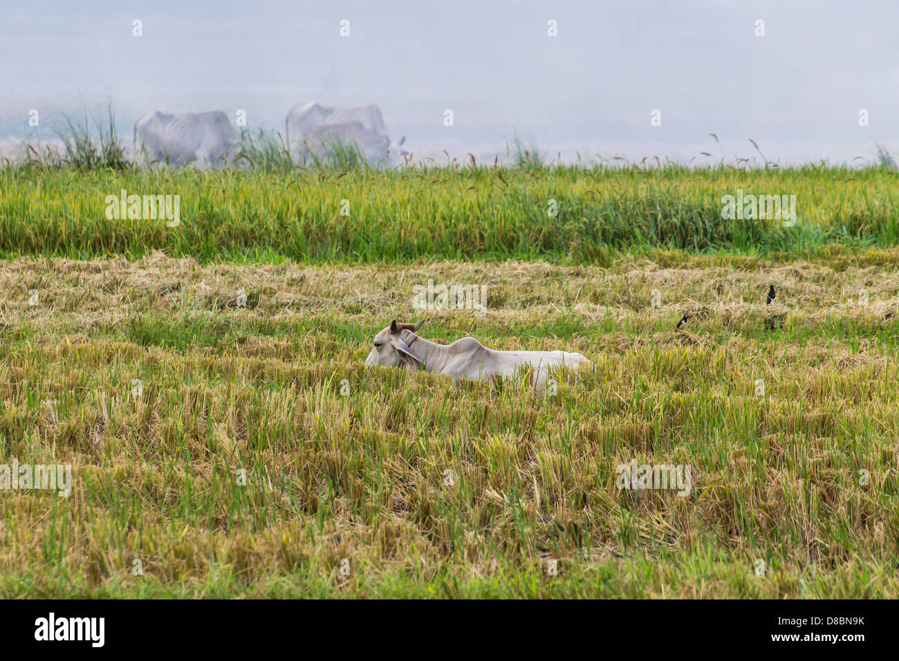 Cow and birds in the field Stock Photo - Alamy
