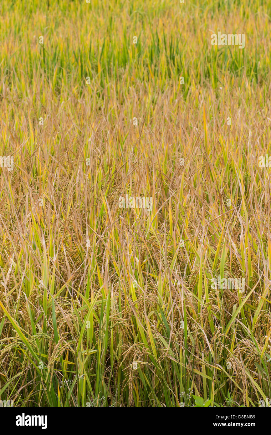 Golden fields in summer Stock Photo - Alamy