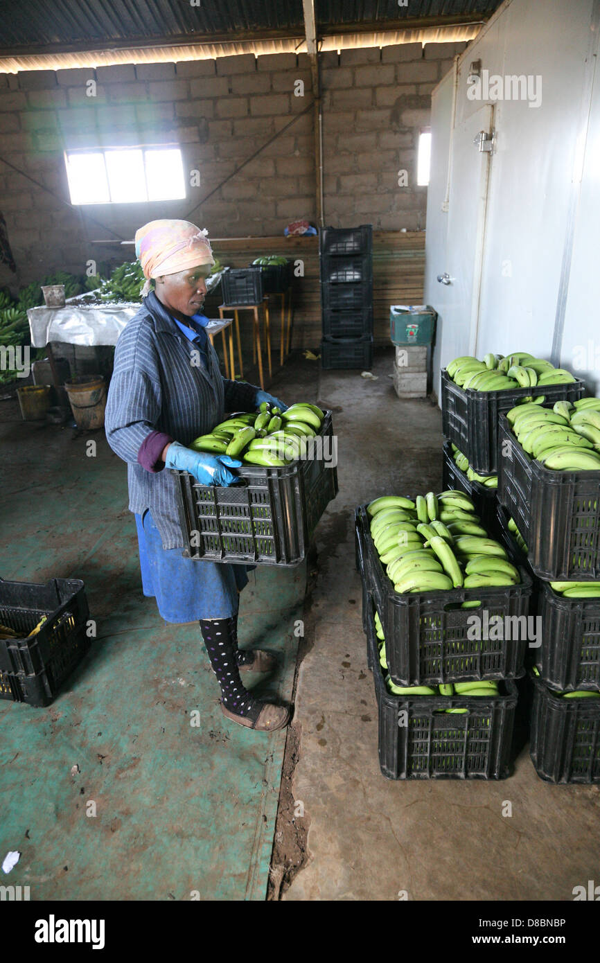 An African lady packing crates of green bananas Stock Photo - Alamy