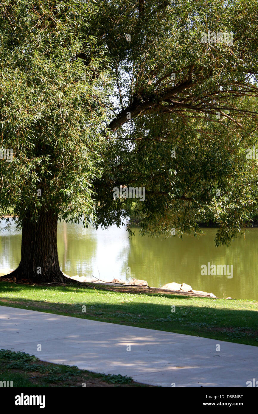 shade tree by lake Stock Photo - Alamy