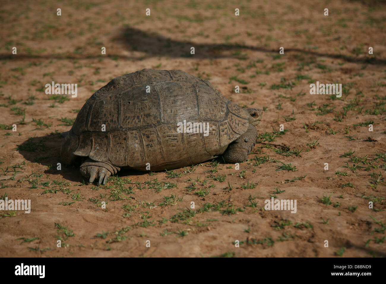 Arid ground hi-res stock photography and images - Alamy