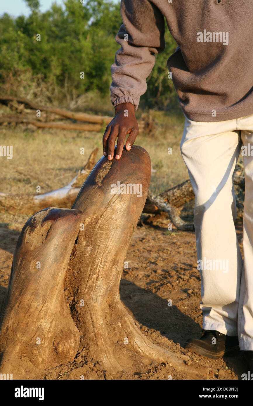 Guide talking about tree stump Stock Photo - Alamy