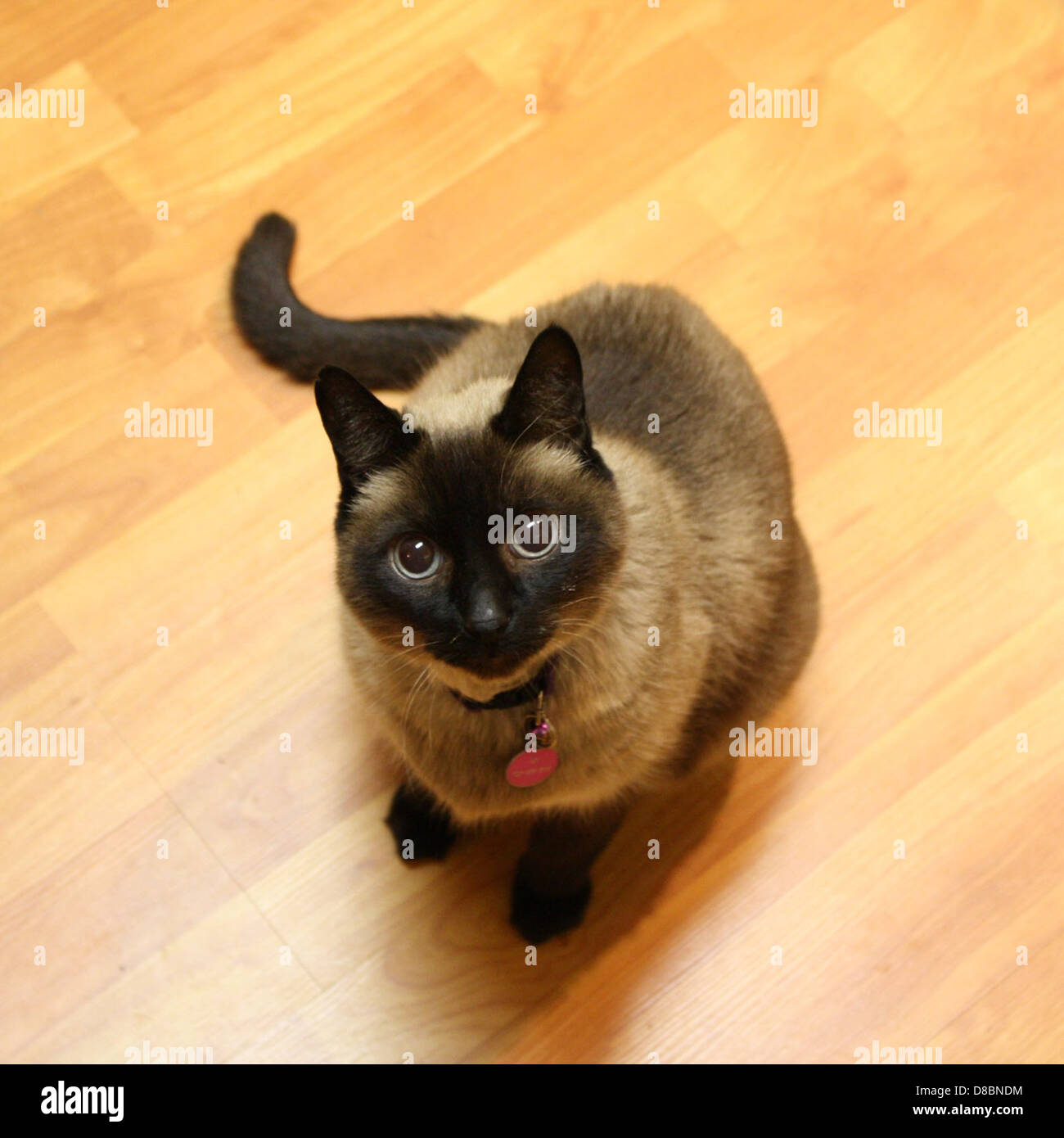 A Siamese cat, known for its striking blue eyes and sleek coat, is ...
