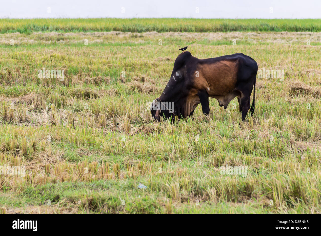 Rural landscape with Cow and birds in the field Stock Photo - Alamy
