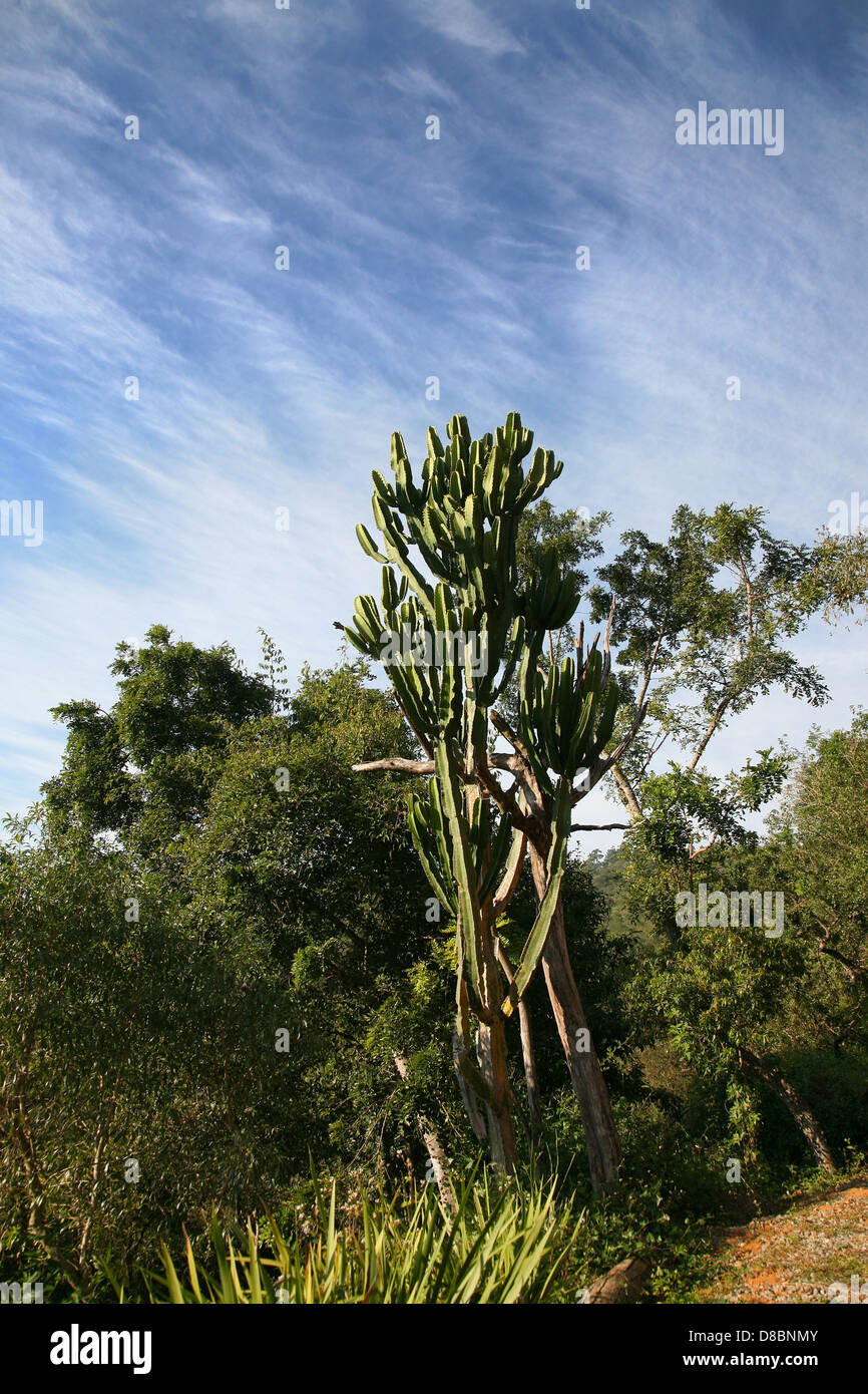 tall cactus with lots of shoots Stock Photo - Alamy