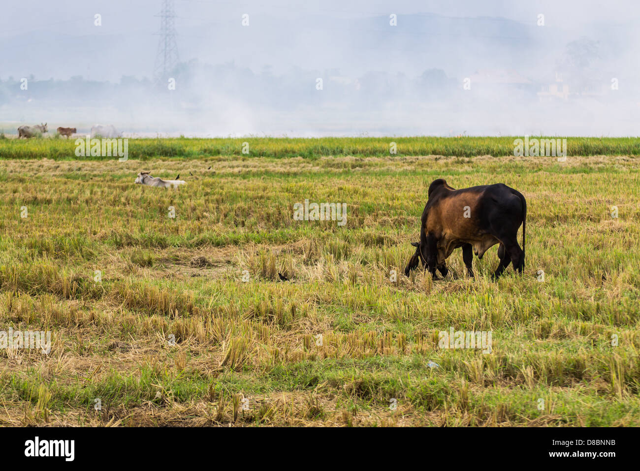 Rural landscape with Cow and birds in the field Stock Photo - Alamy