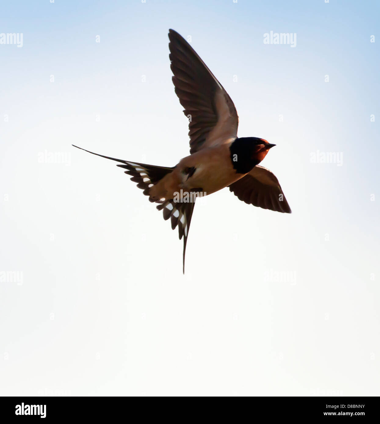 The barn swallow hirundo rustica summer migrant hi-res stock ...