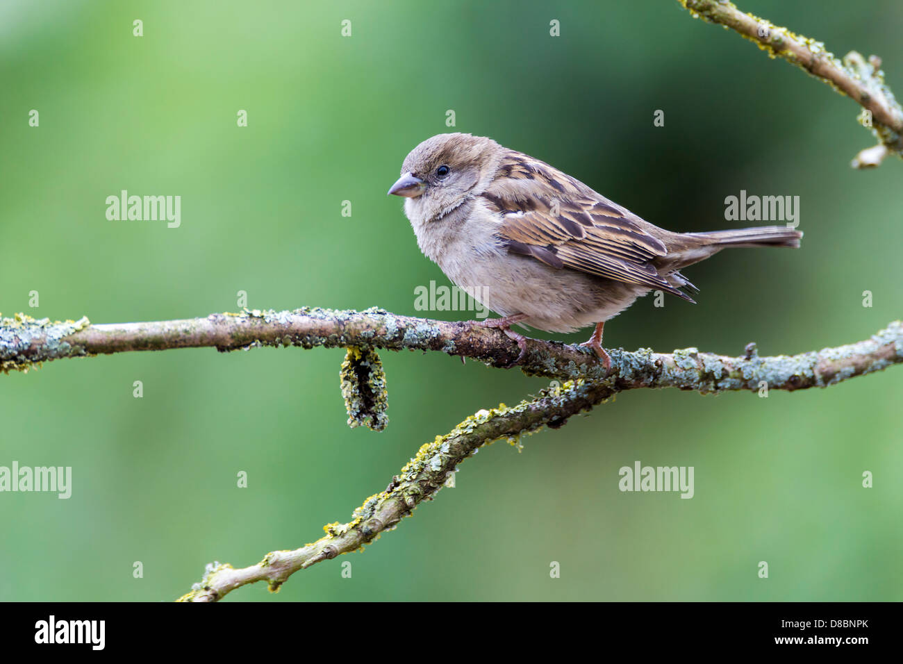 House Sparrow. Passer domesticus (Passeridae Stock Photo - Alamy