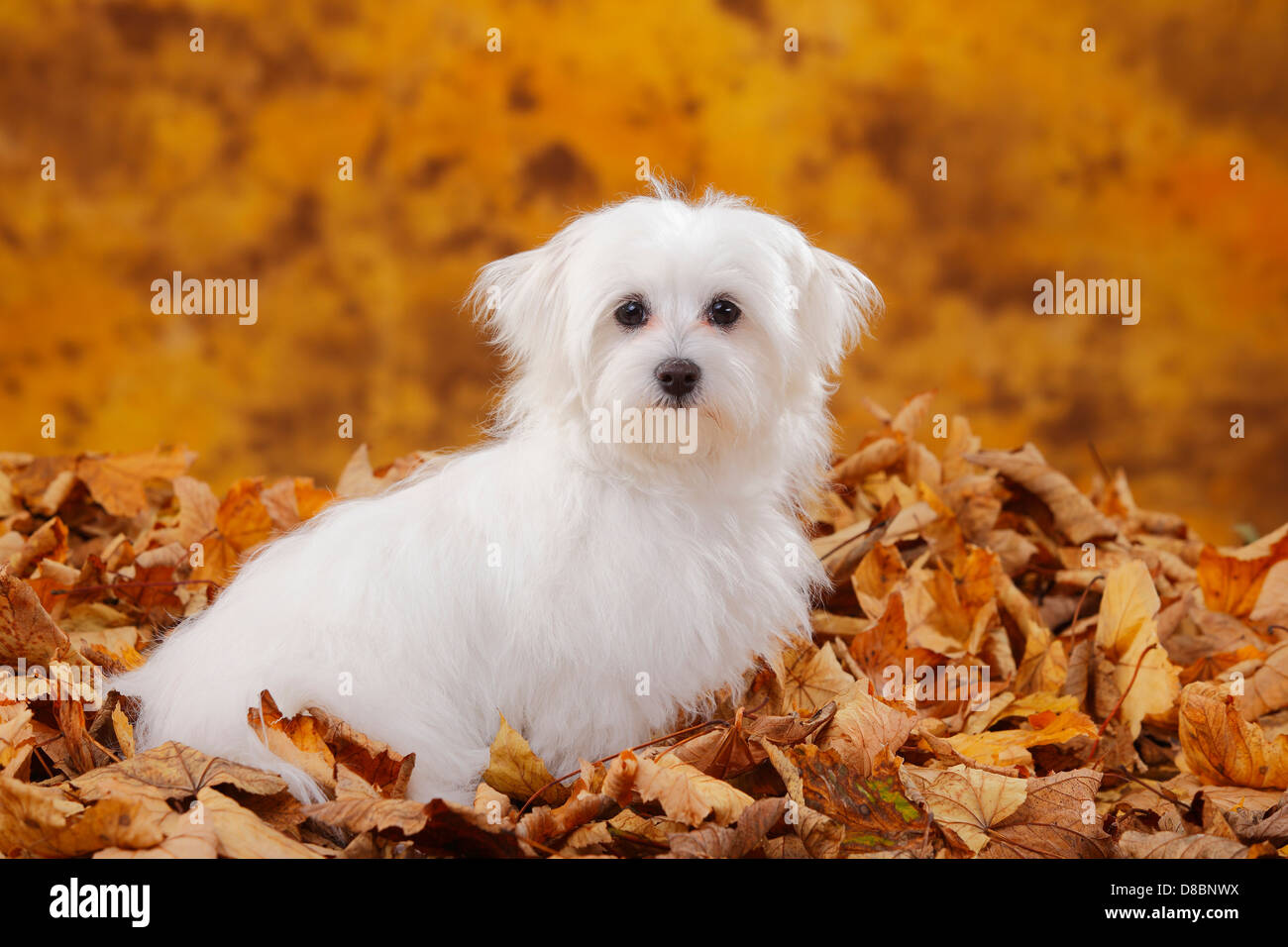 Maltese, puppy, 6 months / autumn foliage |Malteser, Welpe, 6 Monate ...