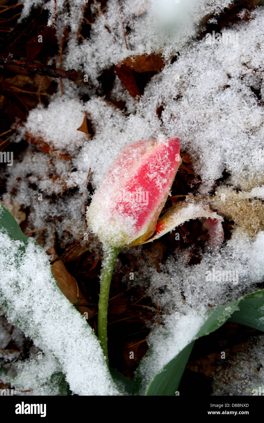 A snow-covered tulip is captured in this image, with its petals dusted ...