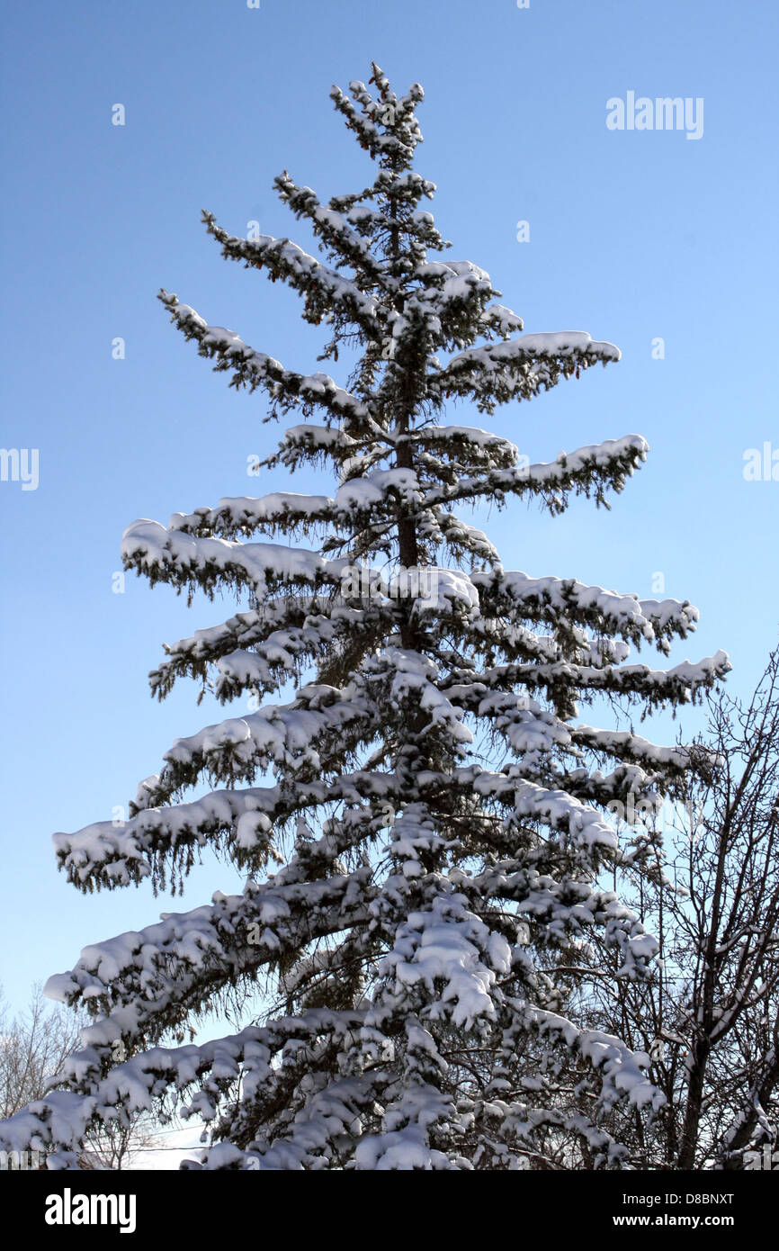 Snow is seen resting on the branches of a pine tree, creating a ...