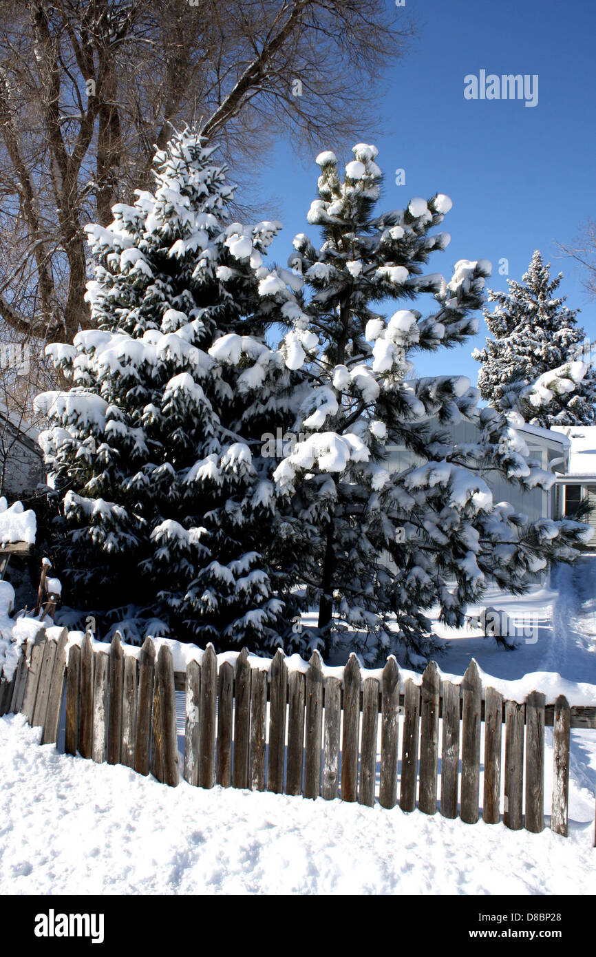 Snow-covered pine trees line a wintery landscape with a rustic fence ...