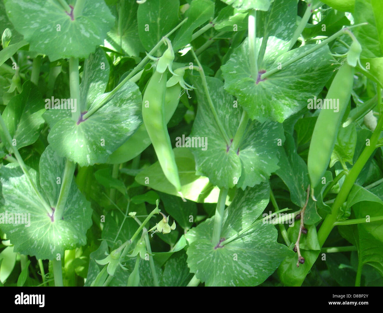 Snow peas on the vine hi-res stock photography and images - Alamy