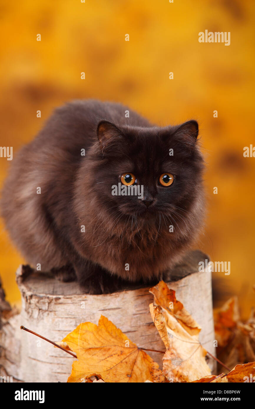 British Longhair Cat, 6 months, black / Highlander, Lowlander ...