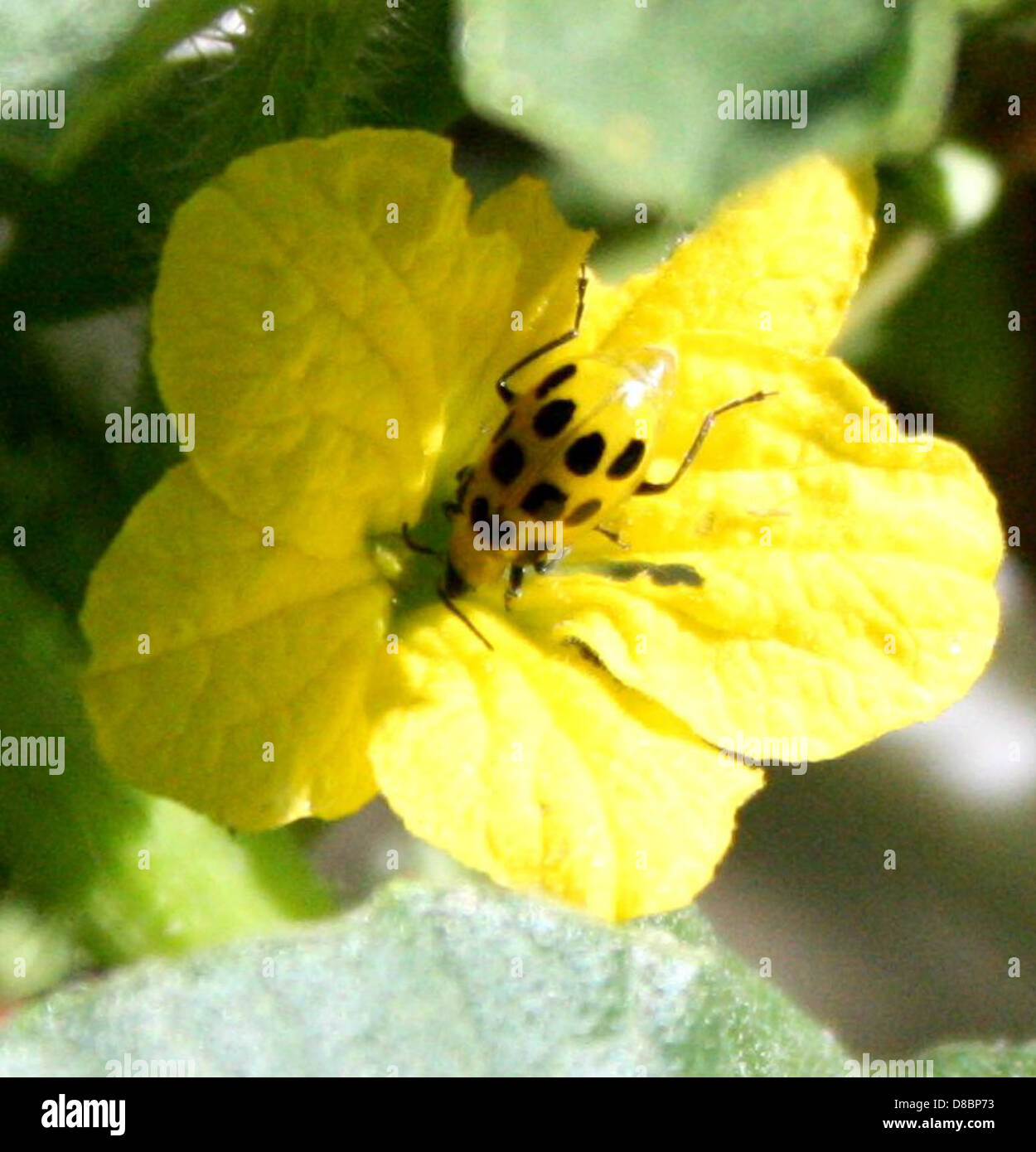 This image shows a spotted cucumber beetle, a common pest known for its ...