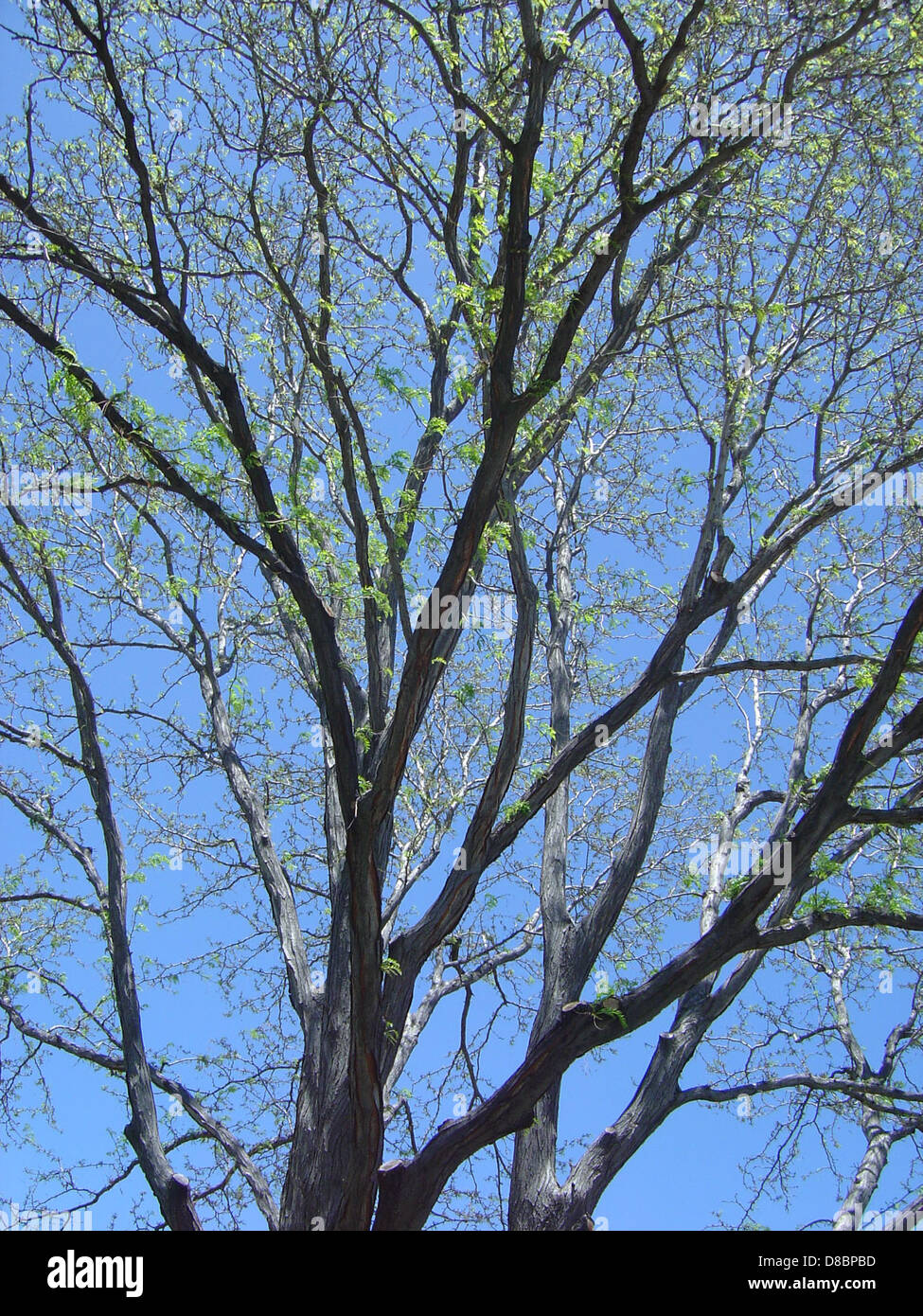 spring leaves budding on tree Stock Photo - Alamy