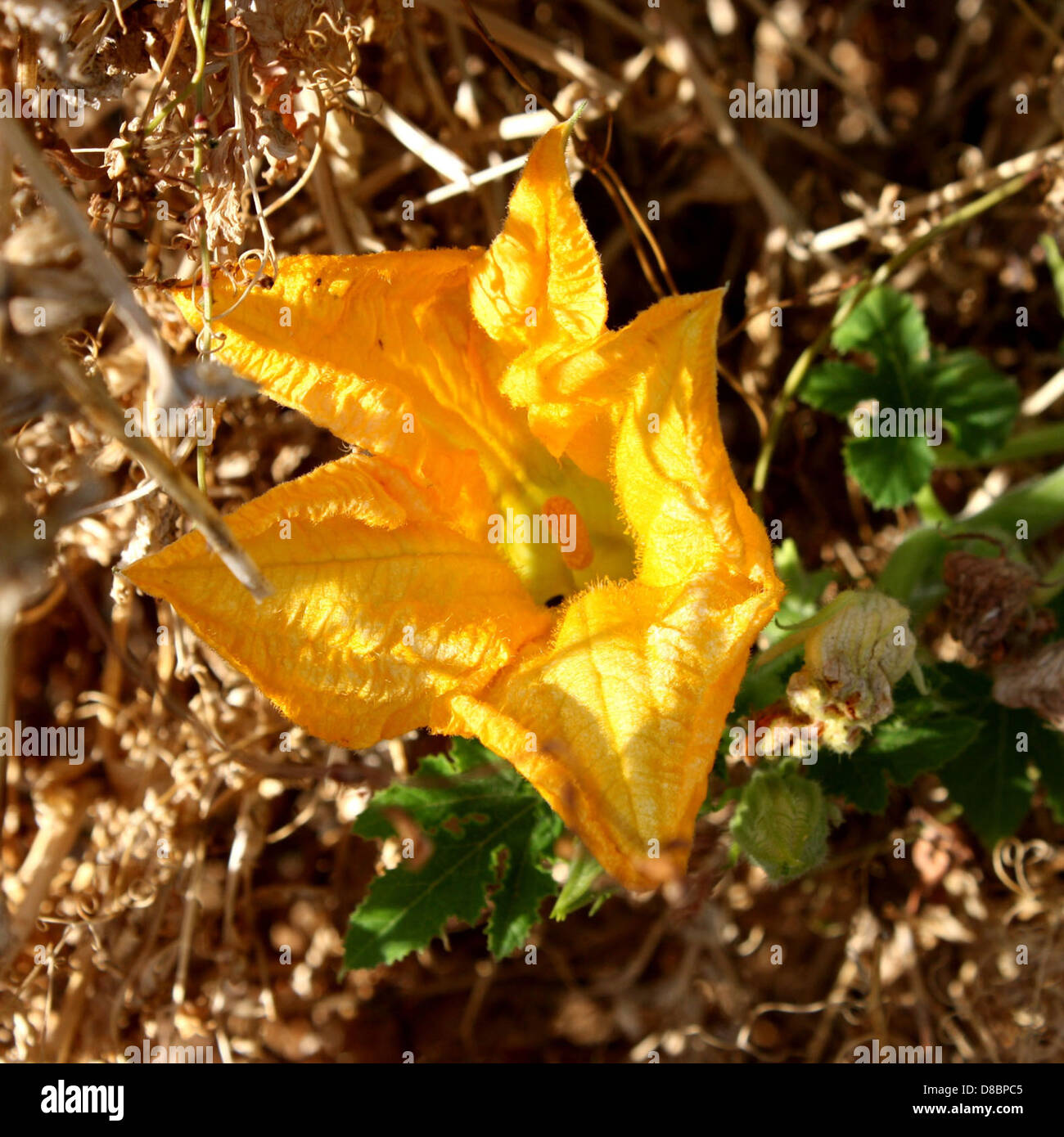 A vibrant squash blossom, part of the squash plant, is captured in full ...