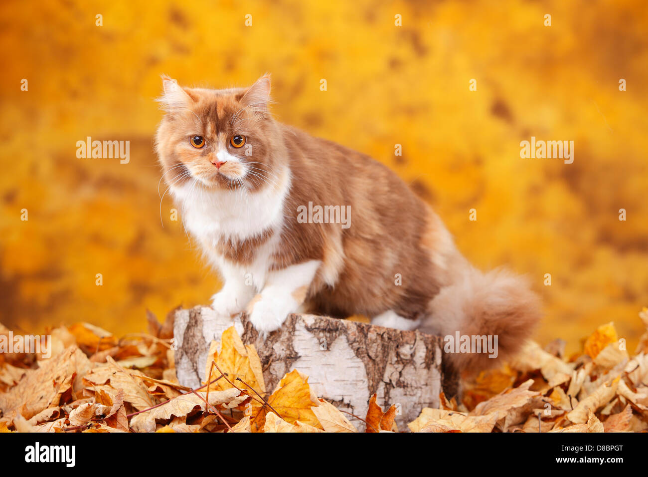 British Longhair Cat, cinnamon-tortie-white / Highlander, Lowlander ...