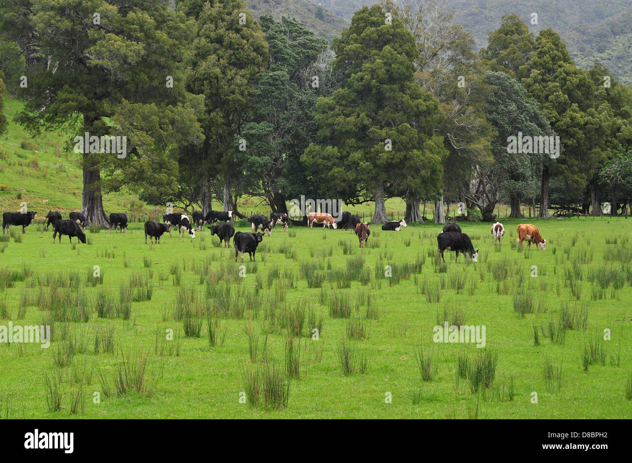 Herd of cows grazing fresh green pasture with trees in background to ...