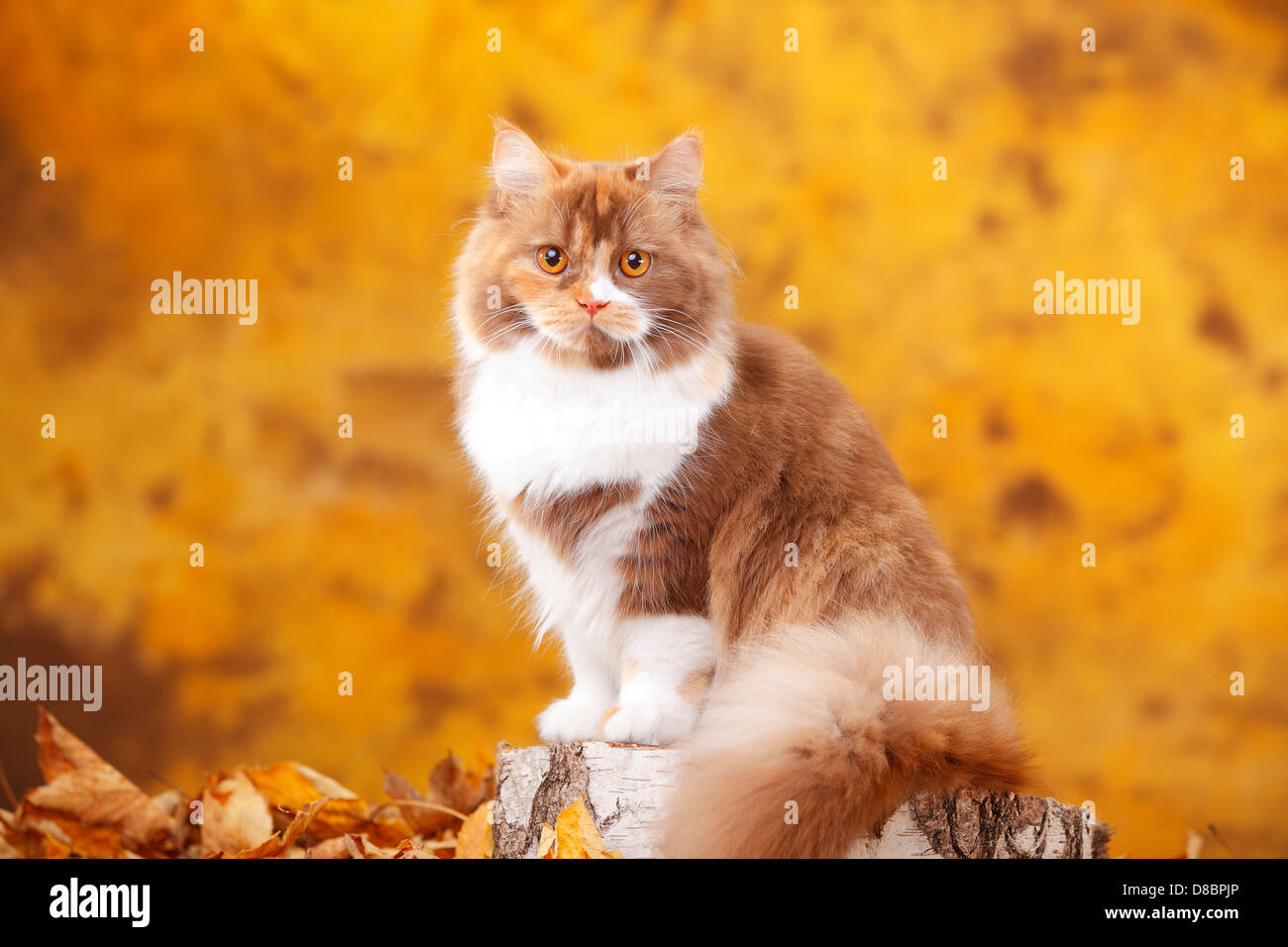 Cinnamon tortie hi-res stock photography and images - Alamy