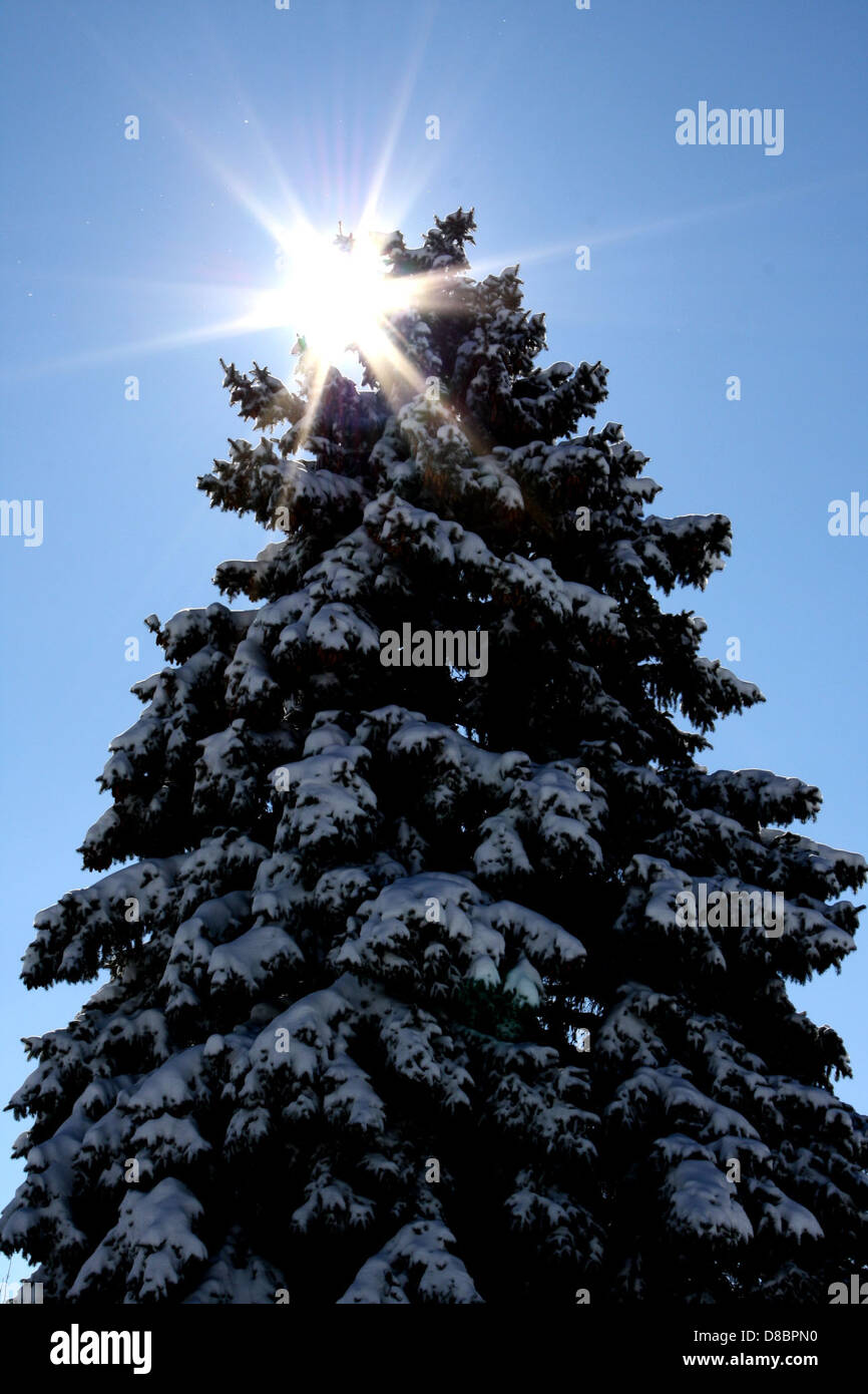 A striking image of the sun rising or setting behind a snow-covered pine tree. The contrast ...
