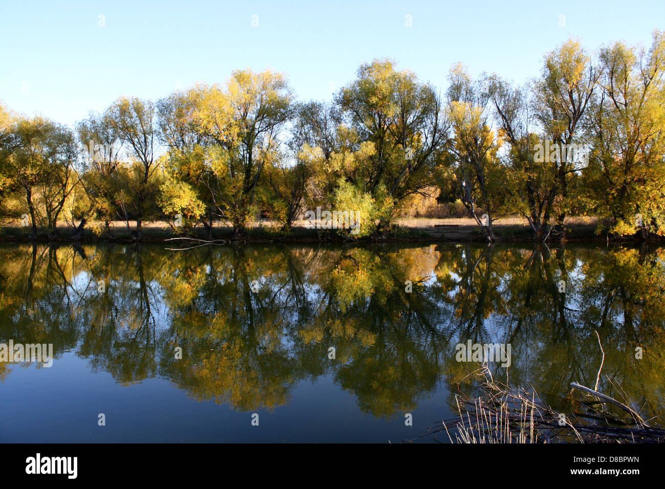 This photo shows sunlight reflecting off autumn trees, creating a ...
