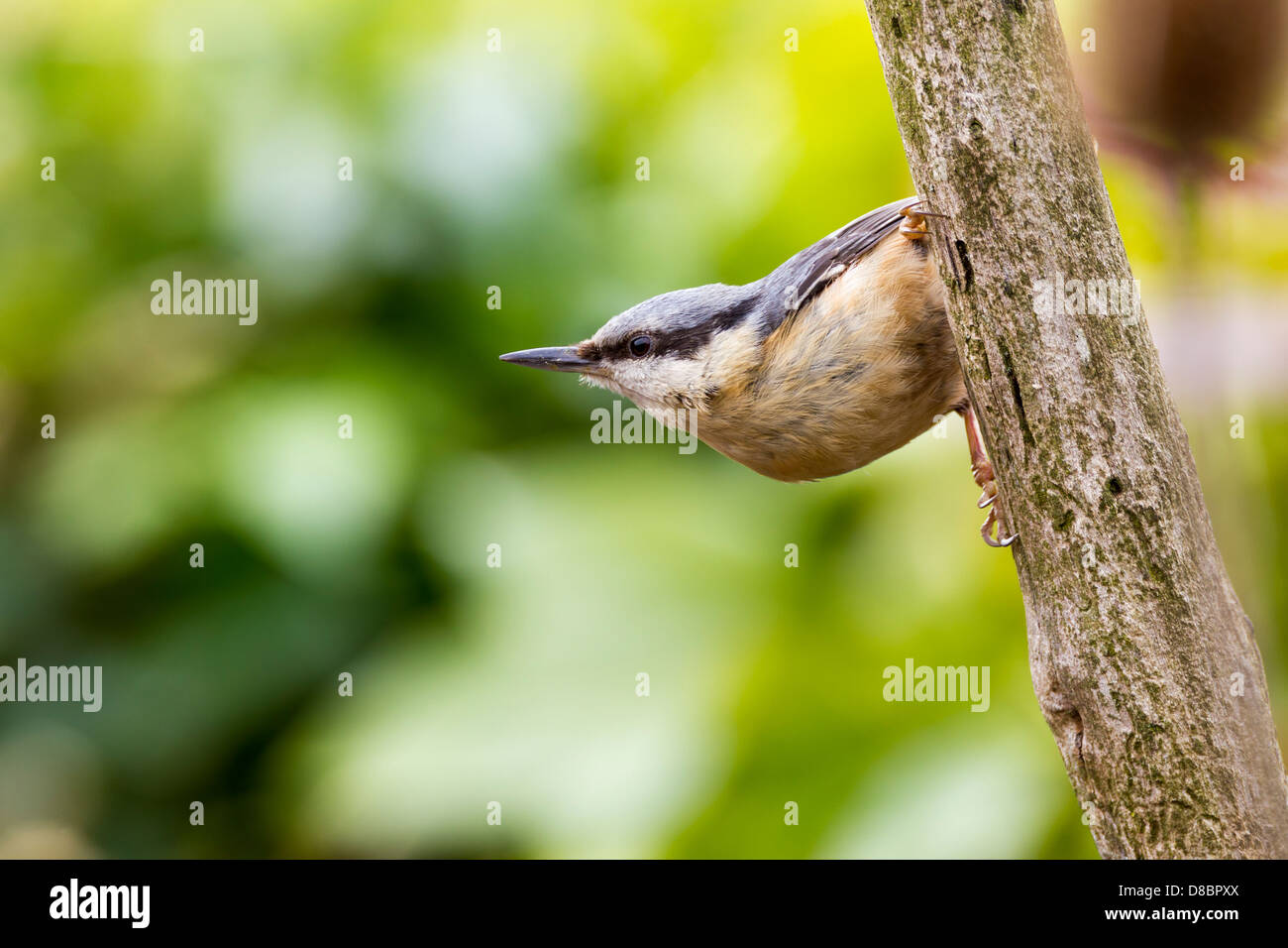 Nuthatch. Sitta europaea (Sittidae Stock Photo - Alamy