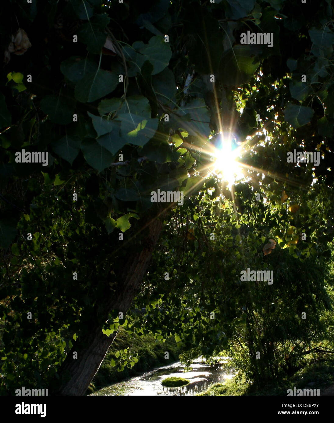 sunlight through trees with stream Stock Photo - Alamy