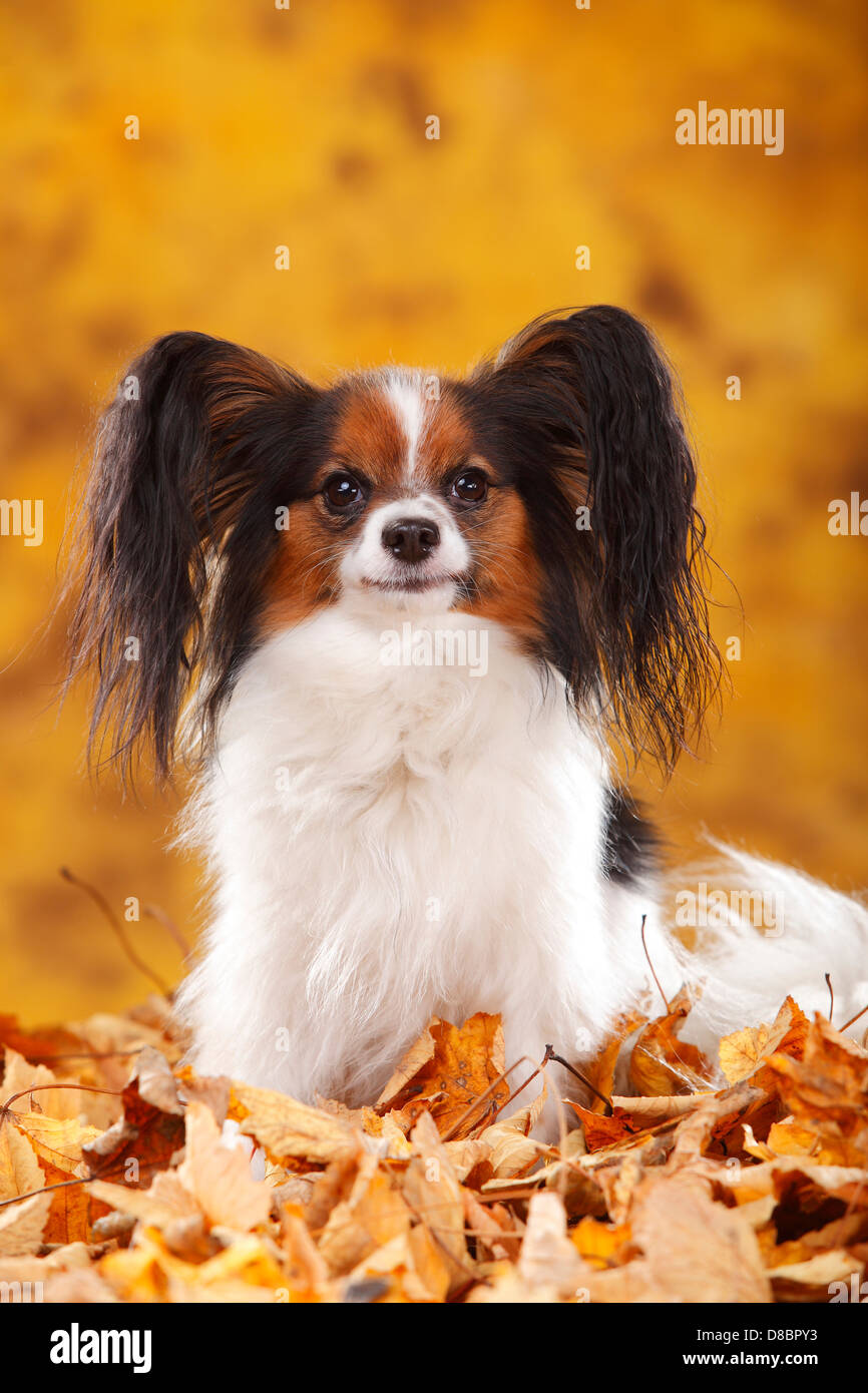 Papillon / Continental Toy Spaniel, Butterfly Dog Stock Photo - Alamy