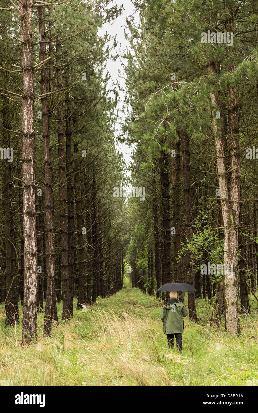 Line of trees Stock Photo - Alamy