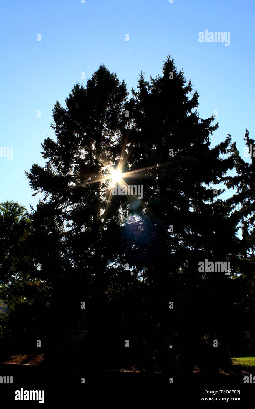 Sun shining through pine trees hi-res stock photography and images - Alamy