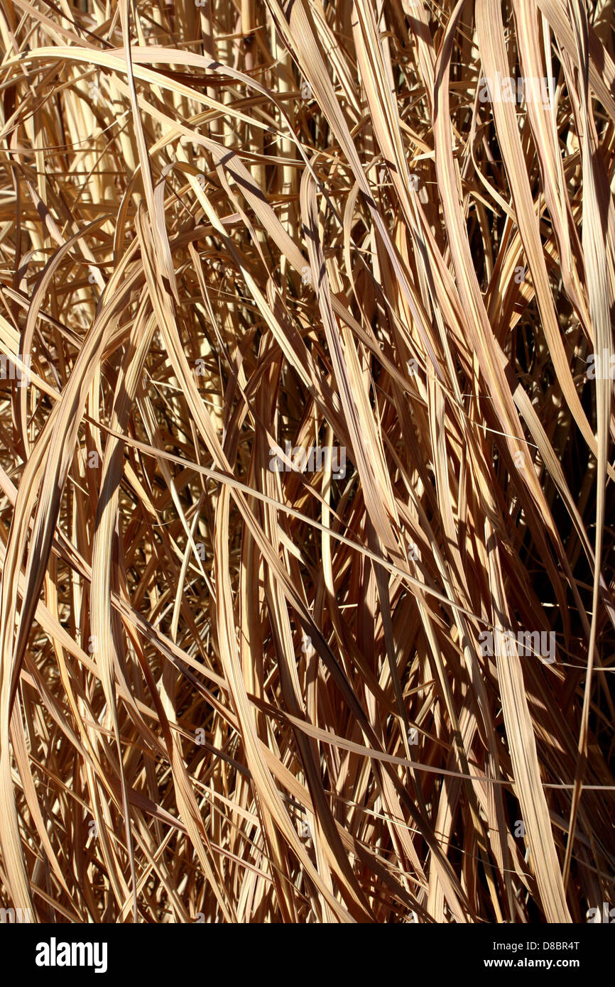 A close-up image of tall, dried reed grasses, focusing on their texture ...