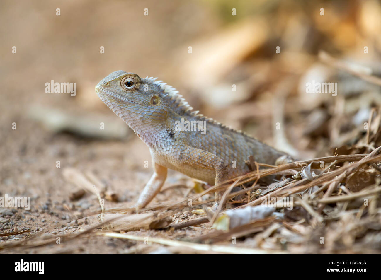 Indian garden lizard (Calotes versicolor Stock Photo - Alamy