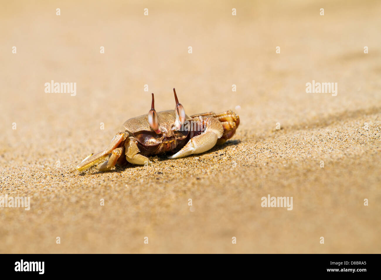Ghost crab digging hole in the sand Stock Photo - Alamy