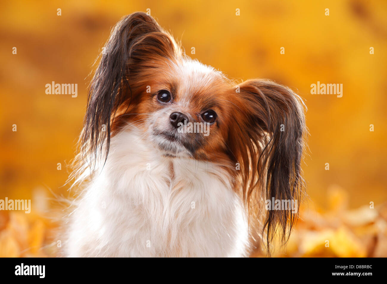 Papillon / Continental Toy Spaniel, Butterfly Dog Stock Photo - Alamy