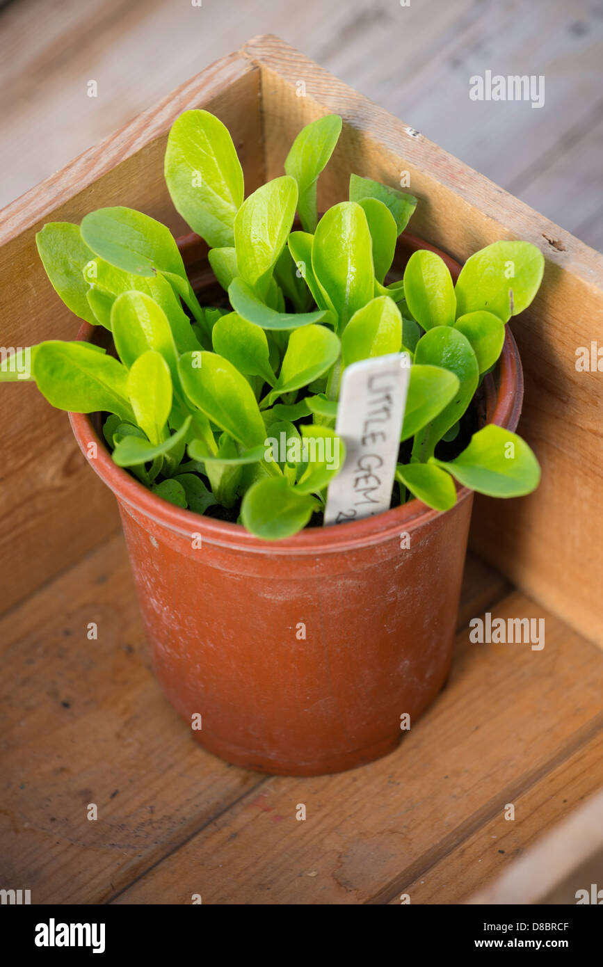 Young lettuce plants in a plastic pot Stock Photo - Alamy