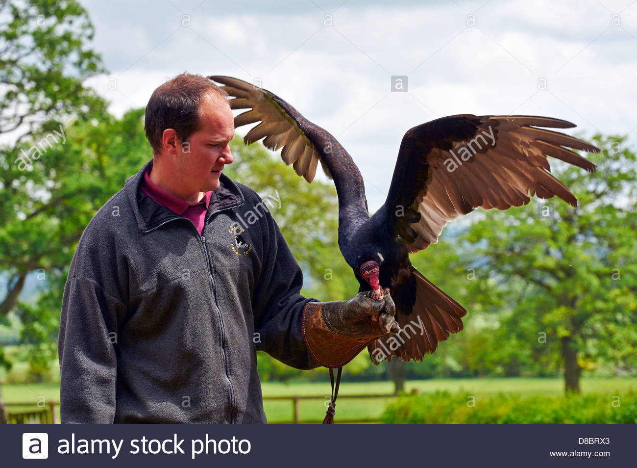 Bird Handler High Resolution Stock Photography and Images - Alamy