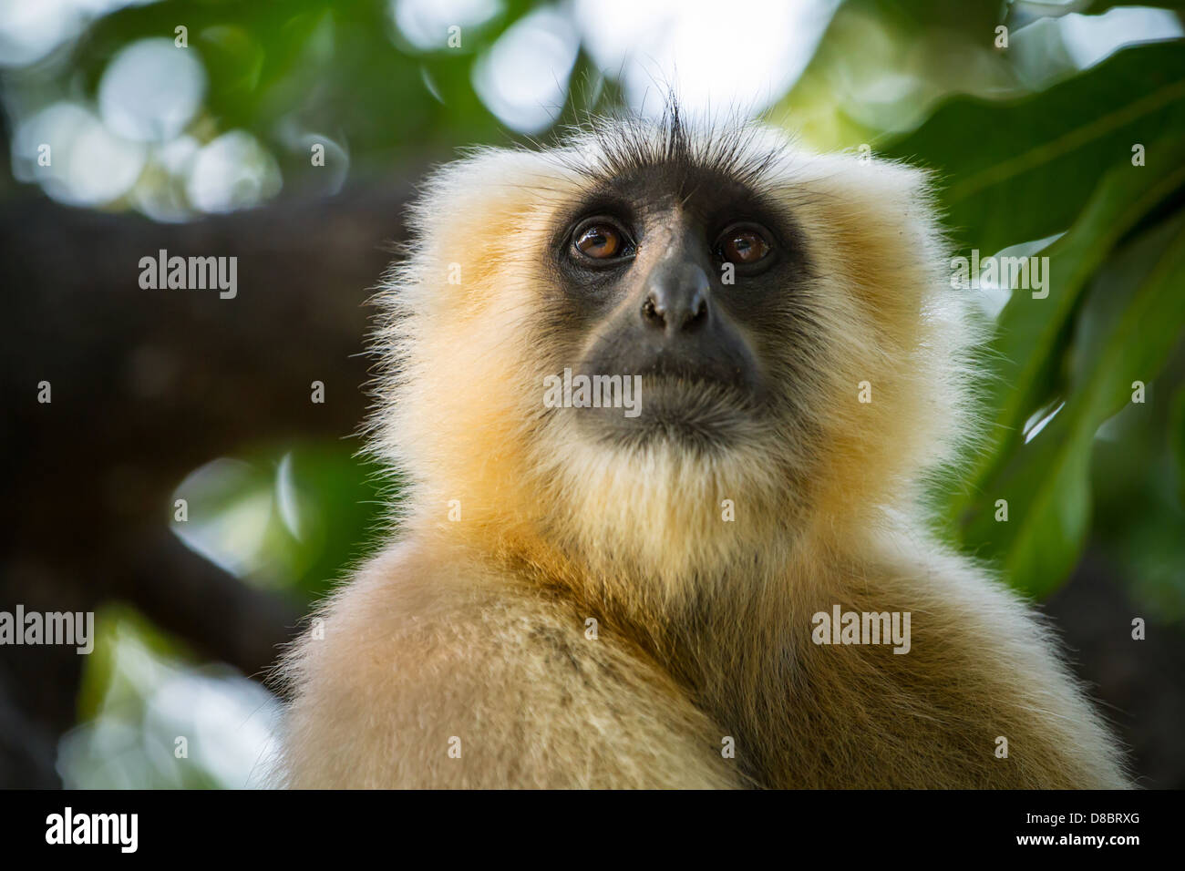 Black faced langur monkey hi-res stock photography and images - Alamy