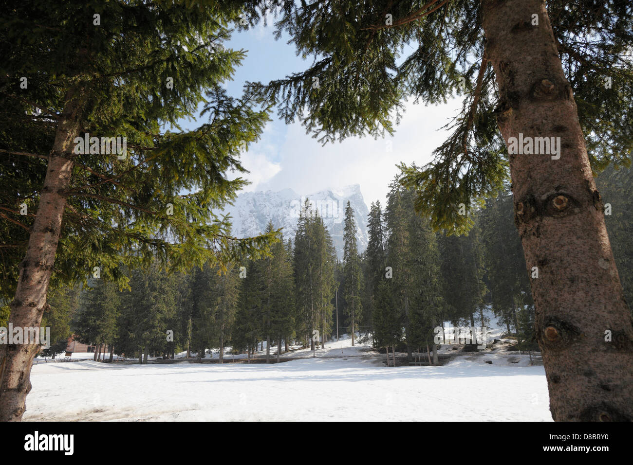 Winter pine forest hi-res stock photography and images - Alamy