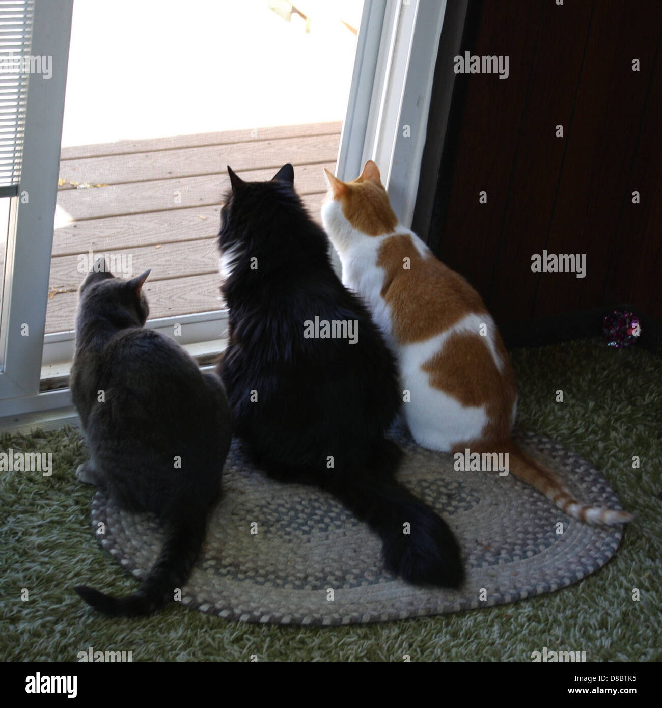 This image shows three cats looking out a back door. The cats appear ...