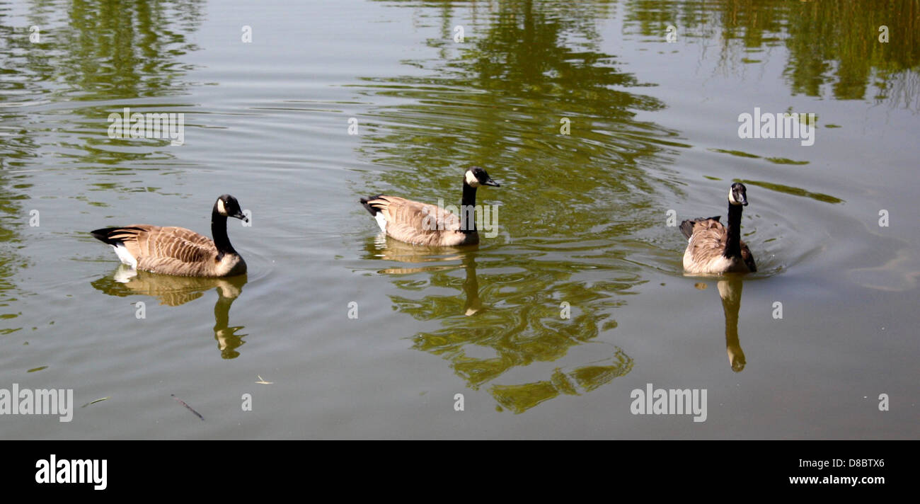 Reflections in surface of water hi-res stock photography and images - Alamy