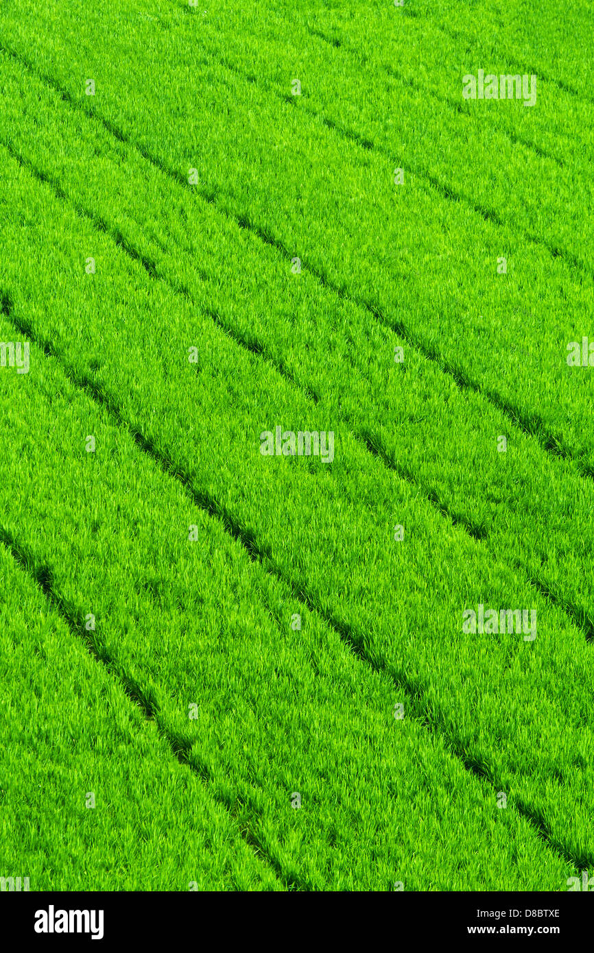 Green grass rice field background Stock Photo - Alamy