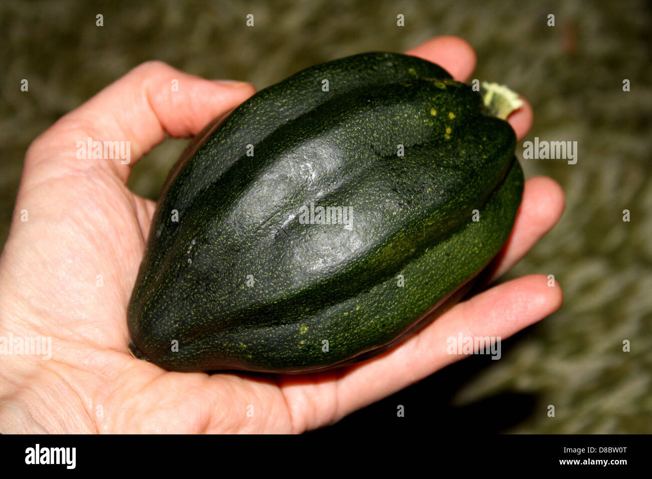 A small acorn squash, with its dark green skin and distinctive ribbed ...