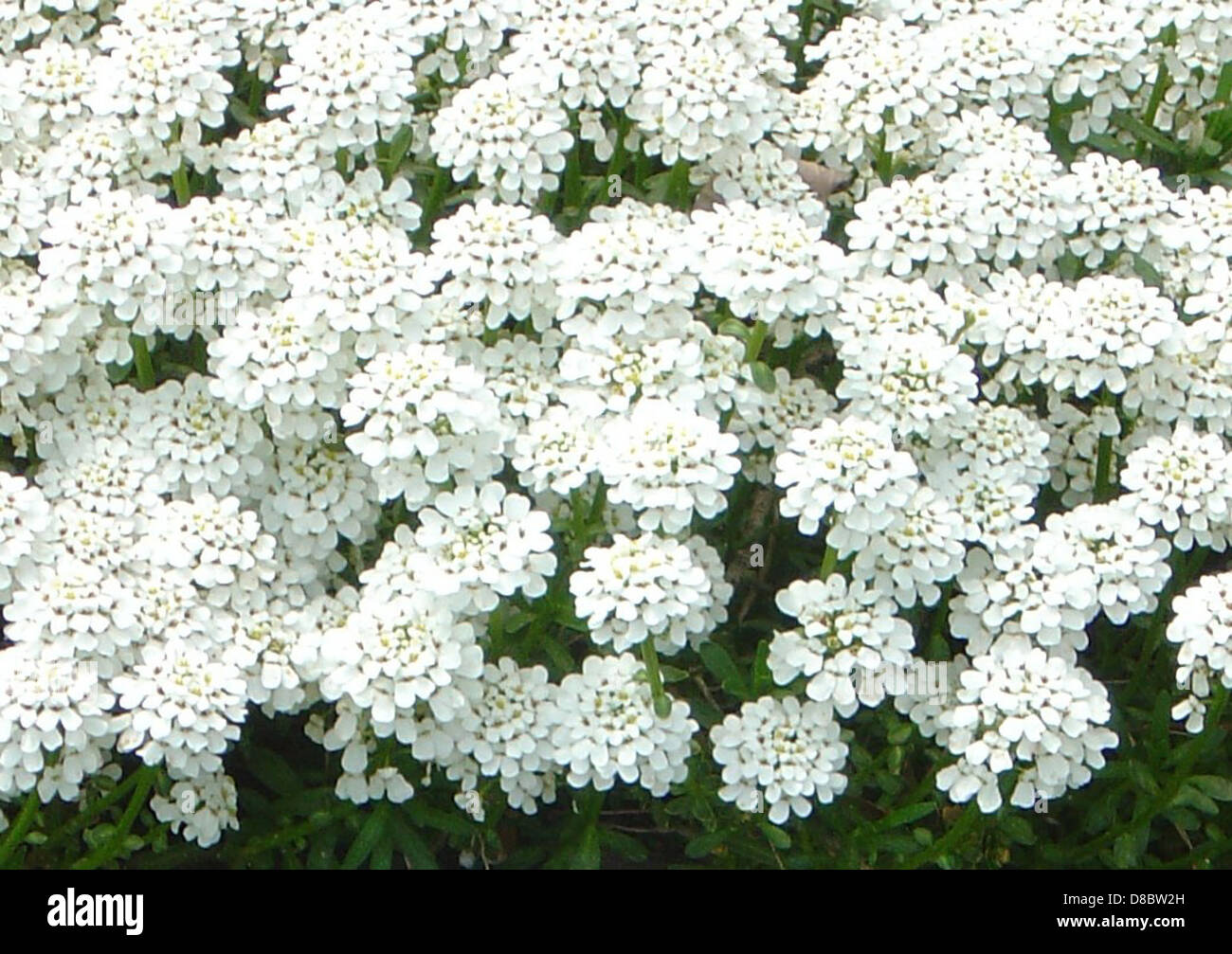 A close-up view of tiny white flowers, showcasing their delicate petals ...