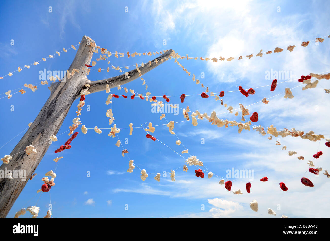 Pieces of coral hanging on a tree against blue sky on a bright sunny ...