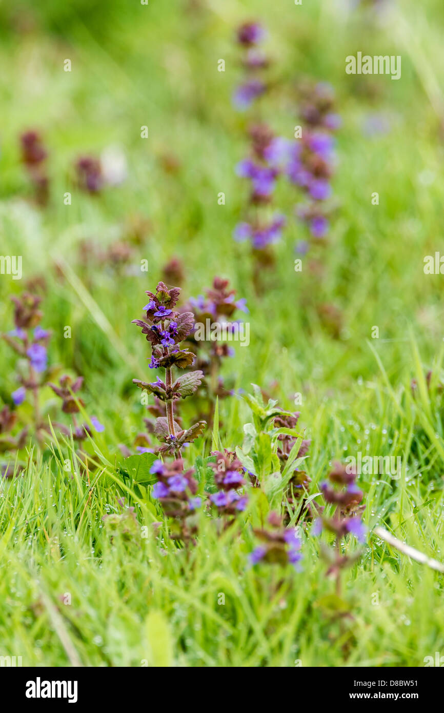 Bugle. Ajuga reptans (Lamiaceae) In Flower Stock Photo - Alamy