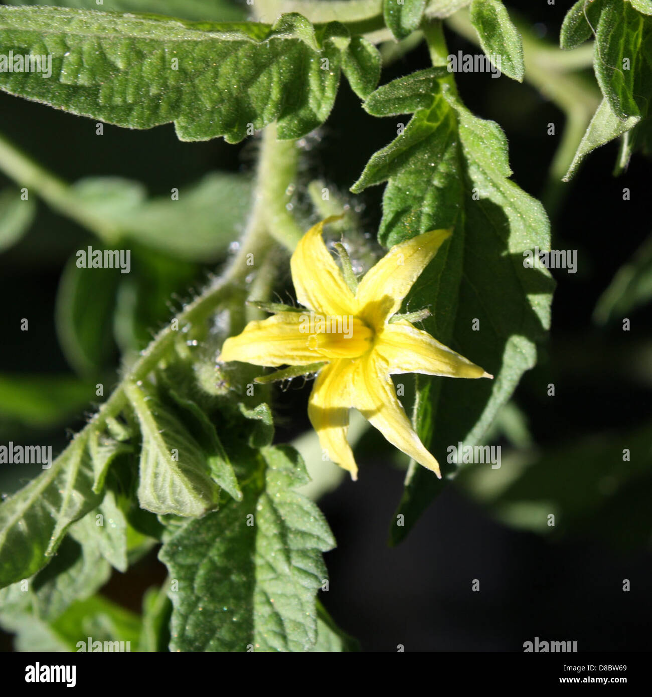 Early tomato stage hi-res stock photography and images - Alamy