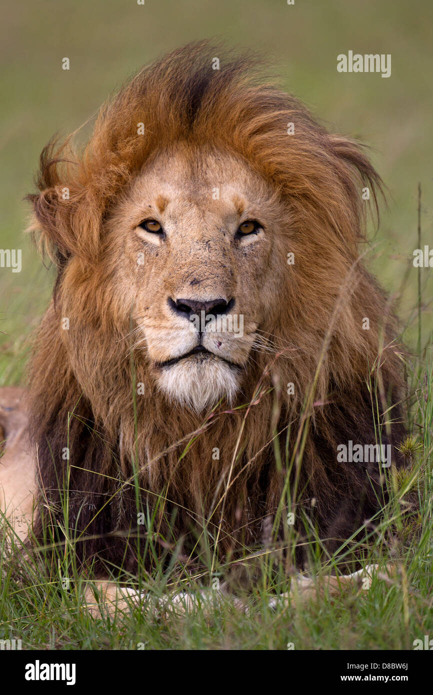 Portrait of an adult male lion Stock Photo - Alamy
