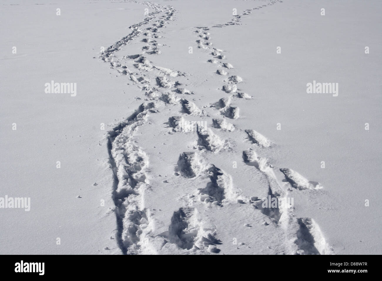 Footprints left in fresh snow form trails across a winter landscape ...