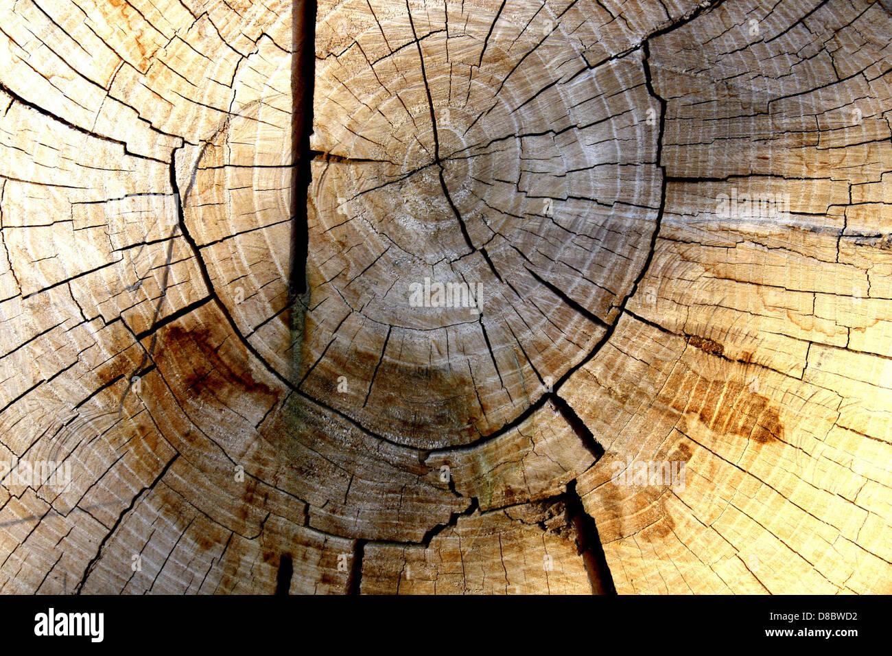 tree rings texture Stock Photo - Alamy
